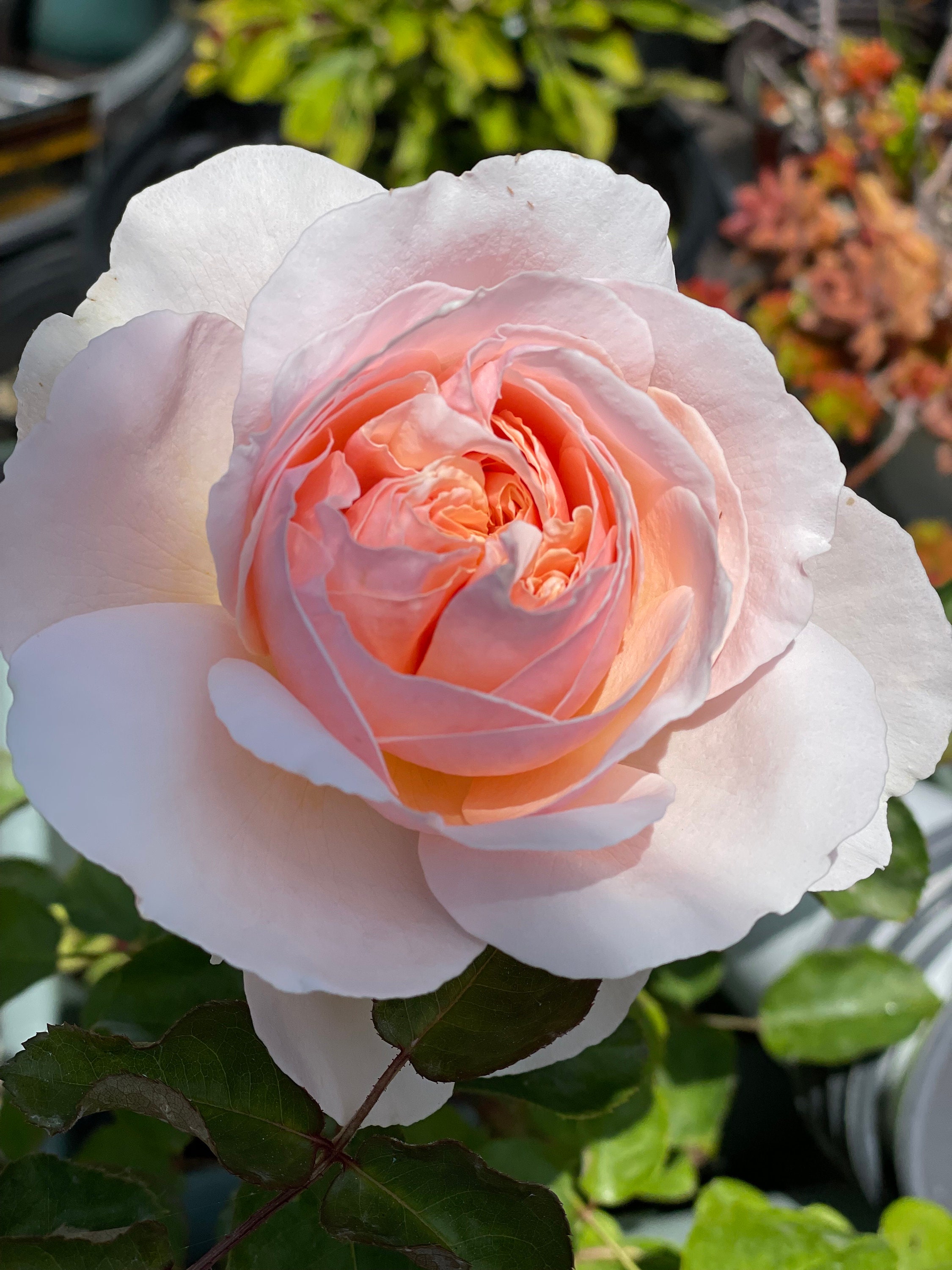 Rare | Moonlight in Paris | Hybrid Tea Rose | 3 Years Old | Deep ...