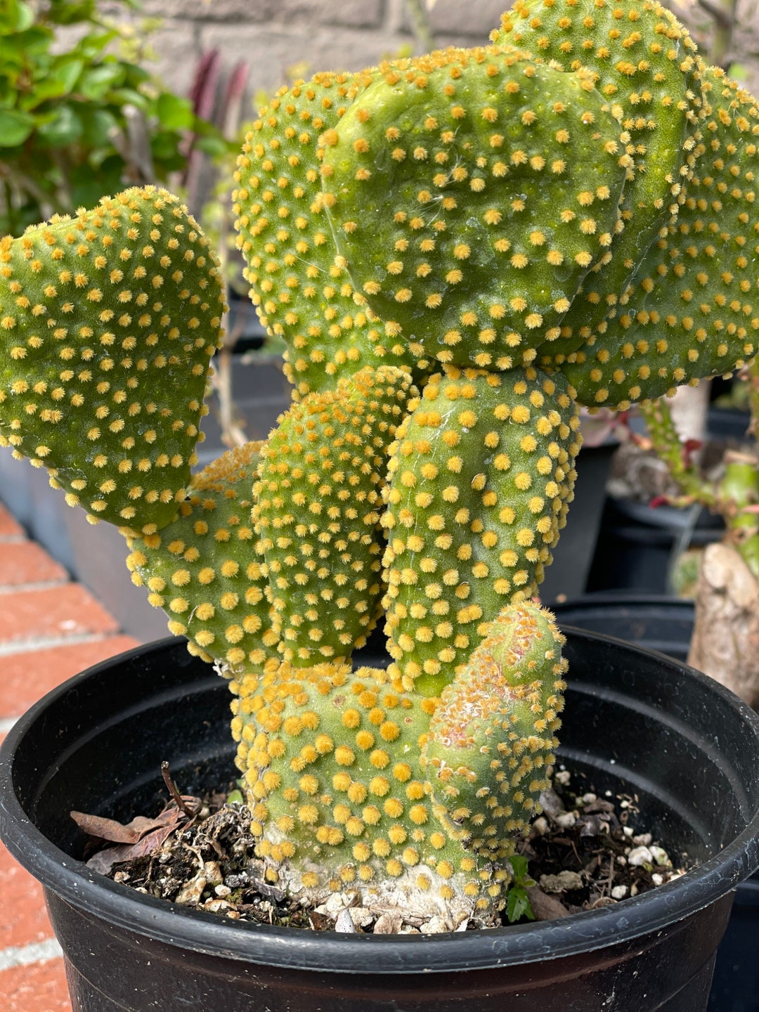 Live Plant | Large - Opuntia Microdasys Bunny Ear Cactus |0.7 Gallons ...