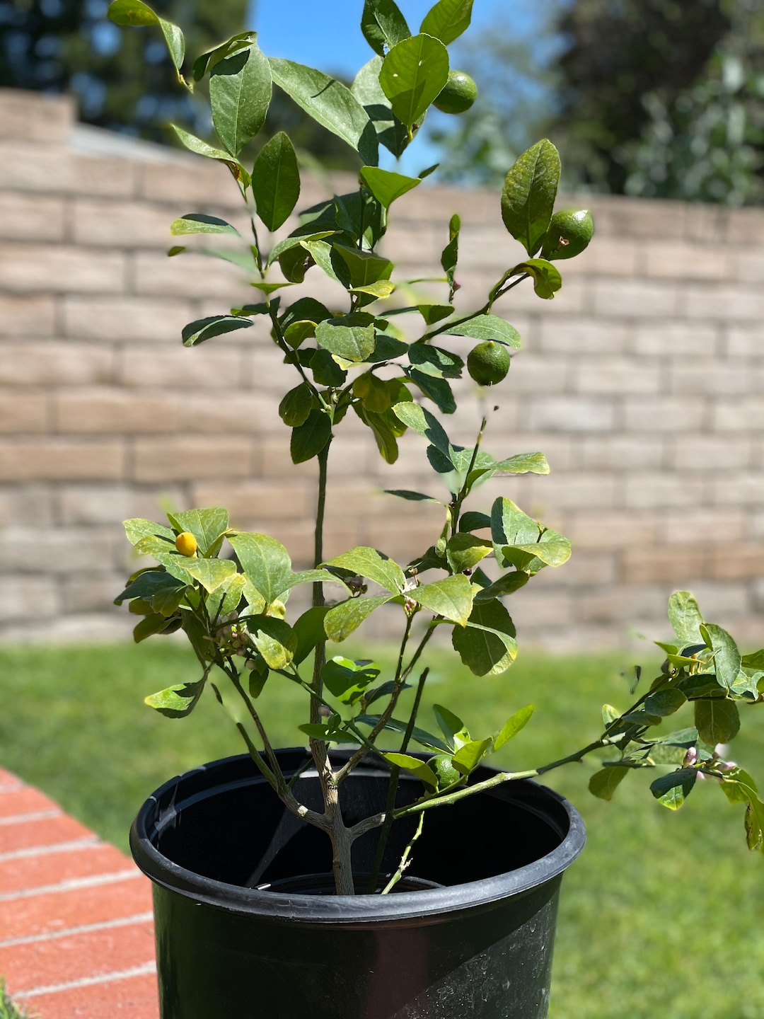 Live Plant - Meyer Lemon Citrus Tree |semi - Dwarf |2 Gallons |4 Years ...