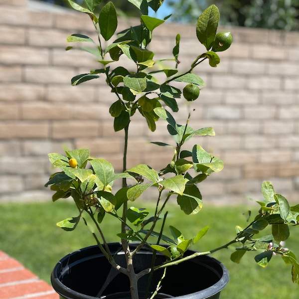 Dwarf Meyer Lemon Tree - Etsy