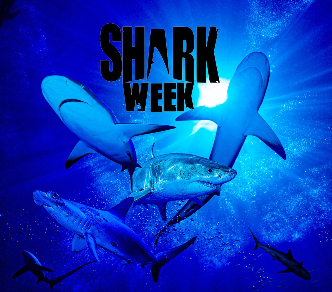 Shark Week Png Sublimation Tumbler Wrap - Etsy