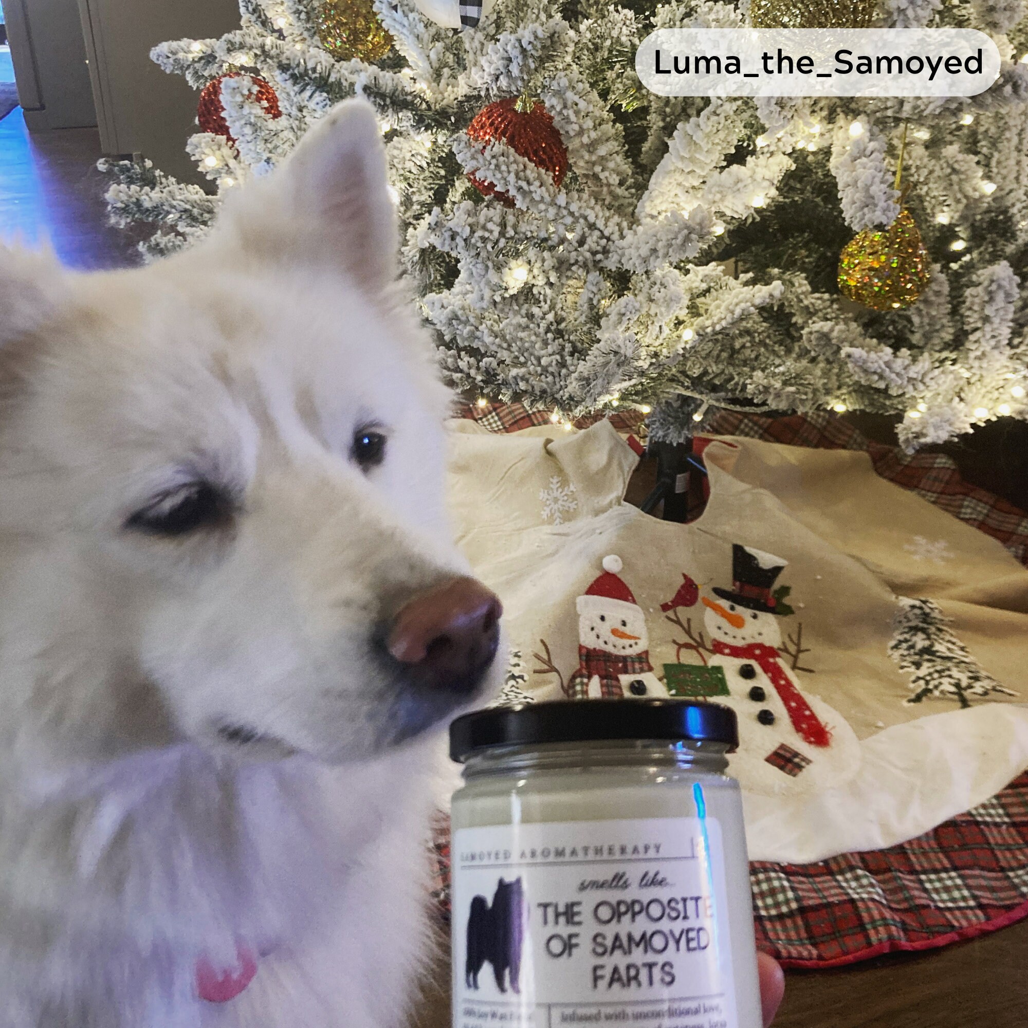 Samoyed Gifts Samoyed Candle Samoyed Mom Funny Samoyed - Etsy