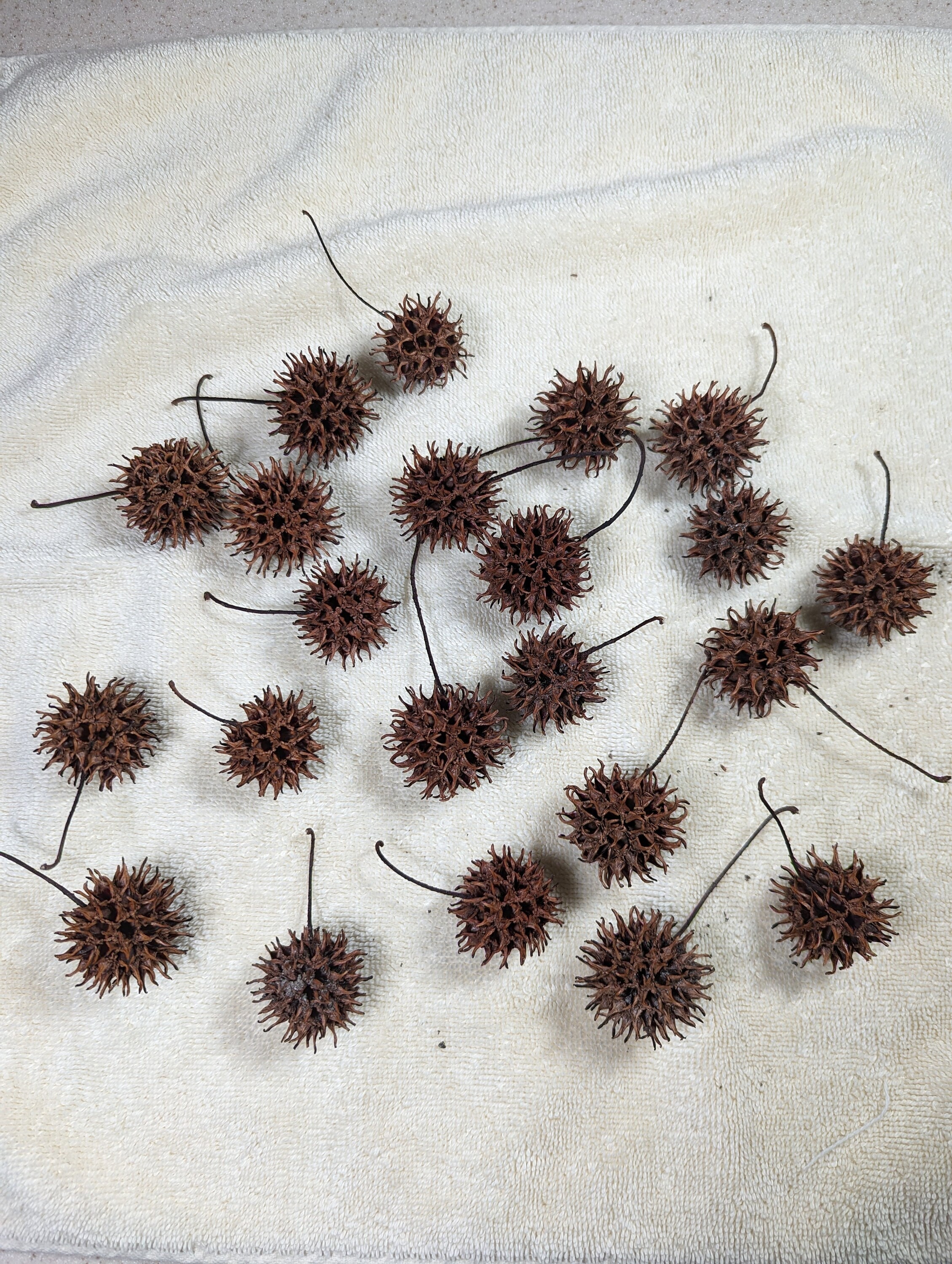 Sweet Gum Tree Balls, High Quality, Hand Gathered, Undamaged. Seed Pods ...