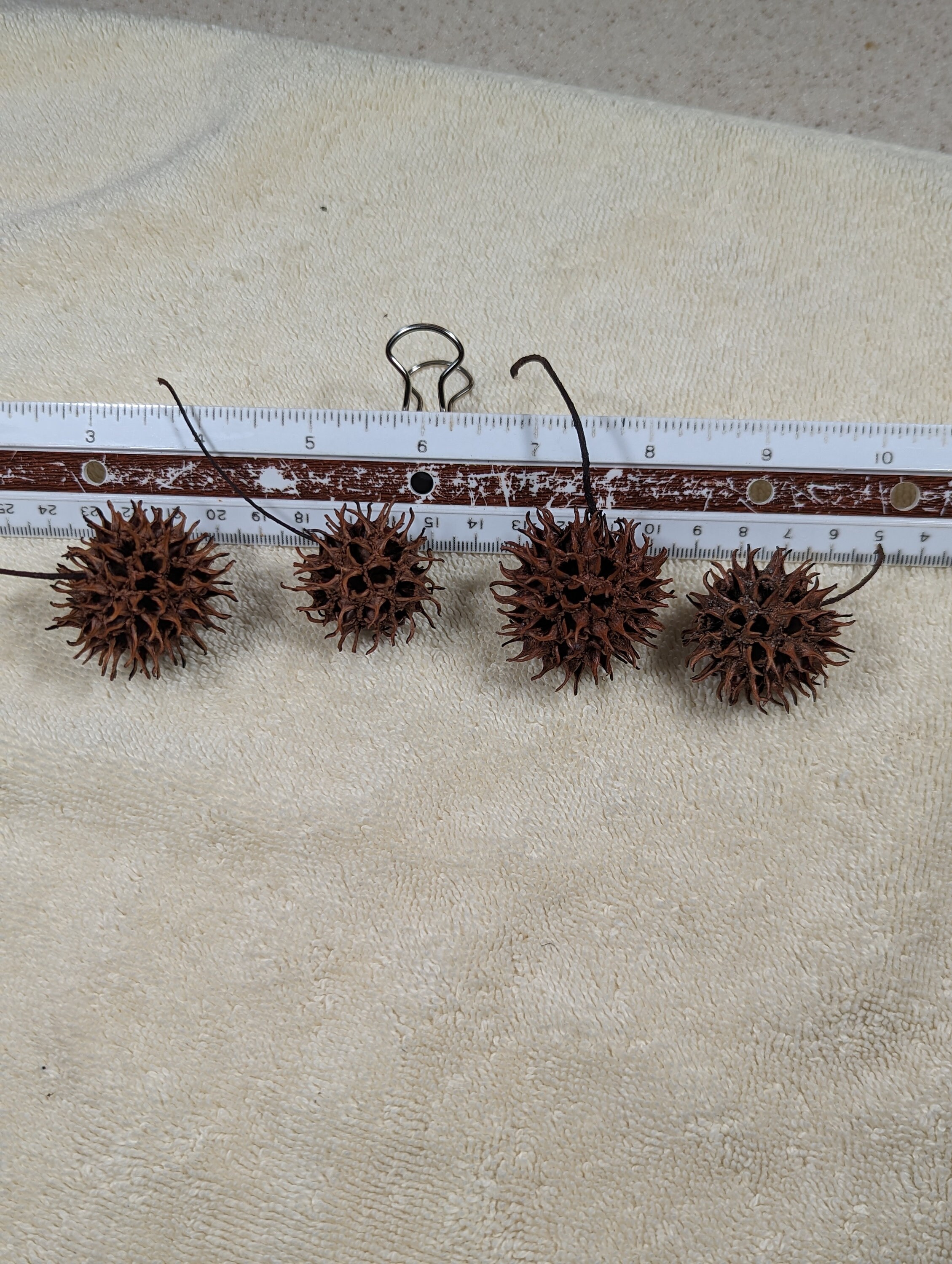 Sweet Gum Tree Balls, High Quality, Hand Gathered, Undamaged. Seed Pods ...
