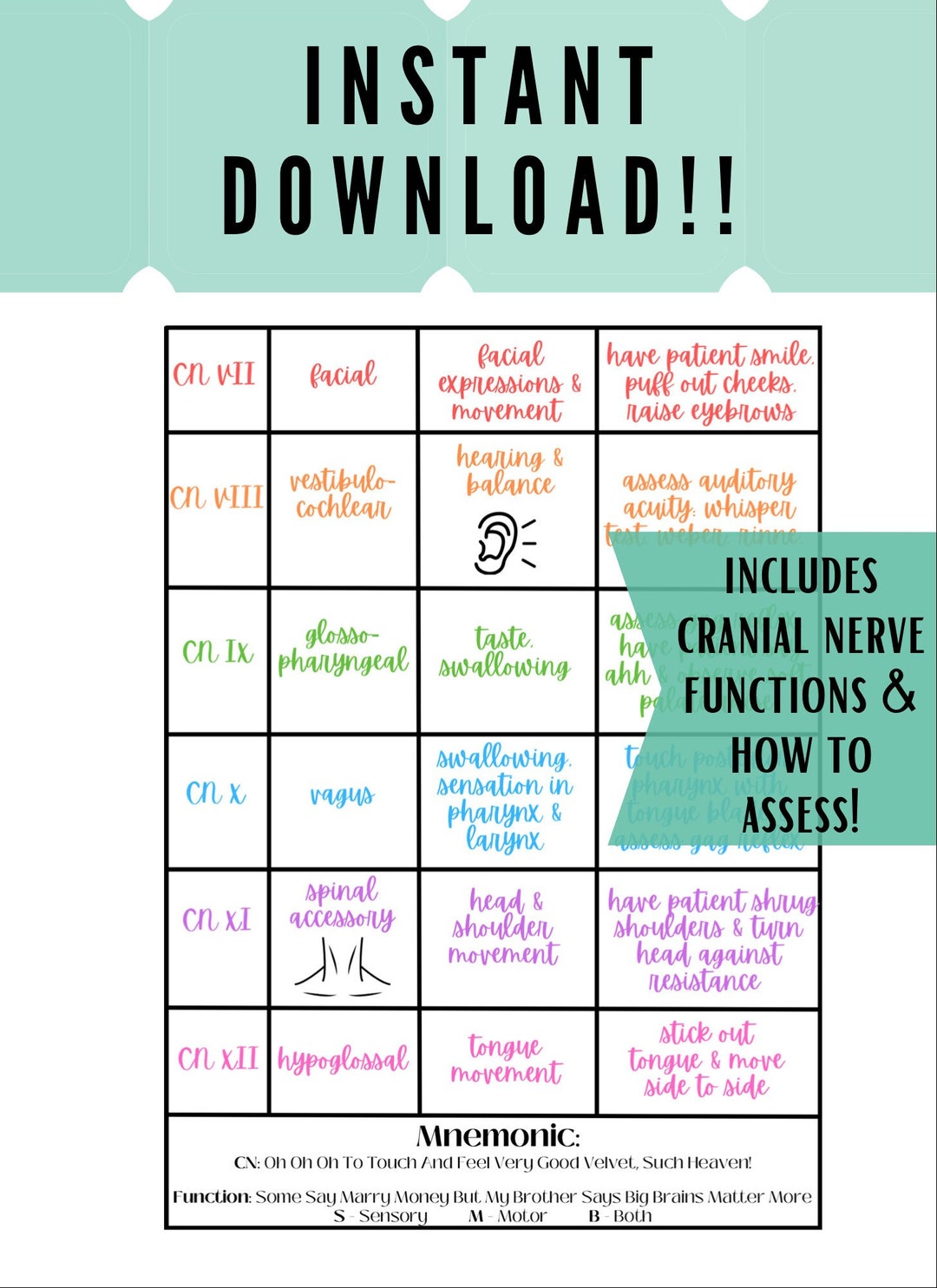 Cranial Nerve Study Guide for Nursing Students - INSTANT DOWNLOAD - Etsy