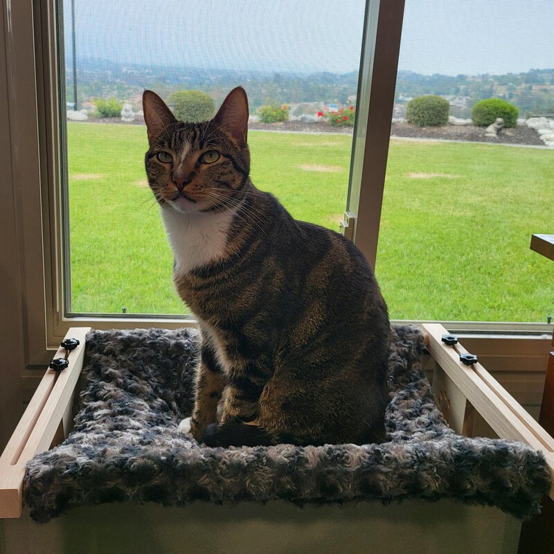 Cat Window Box - Etsy