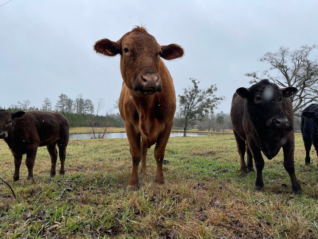Digital Cow Print - Etsy