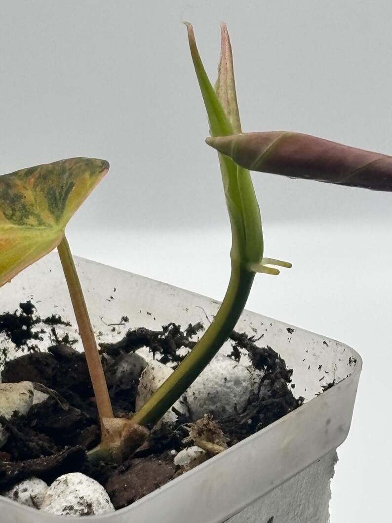 Philodendron Micans Aurea ‘E’ – Established, High-color Specimen - Etsy