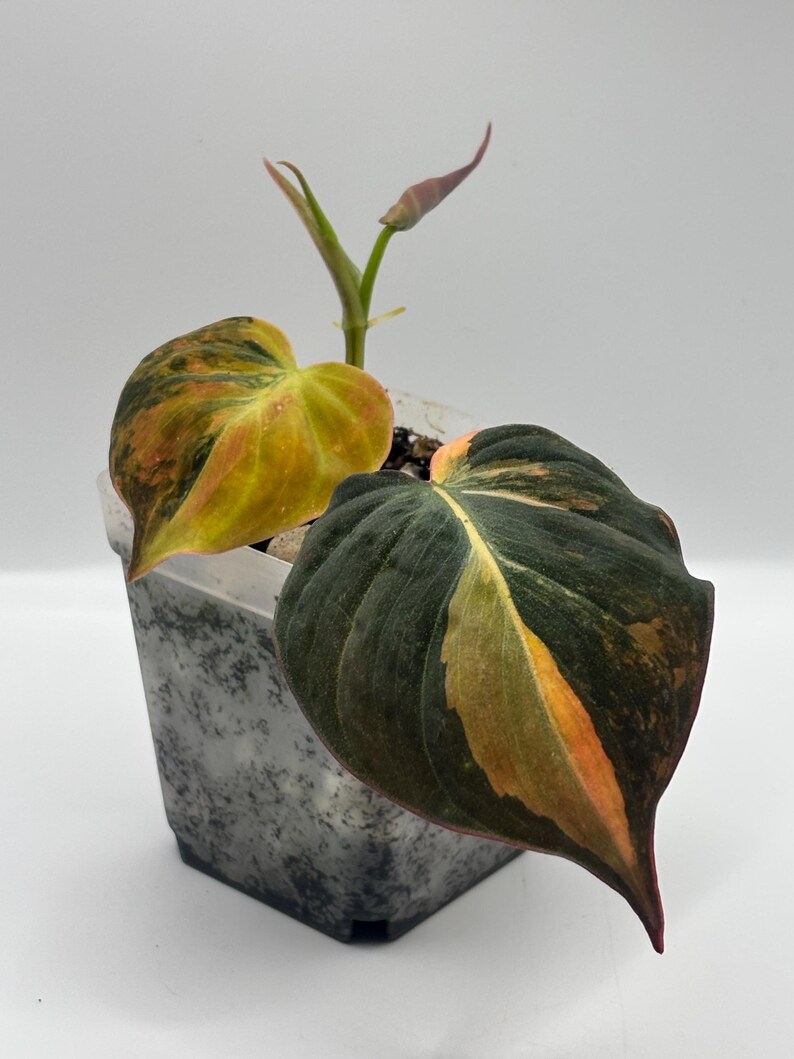 Philodendron Micans Aurea ‘E’ – Established, High-color Specimen - Etsy