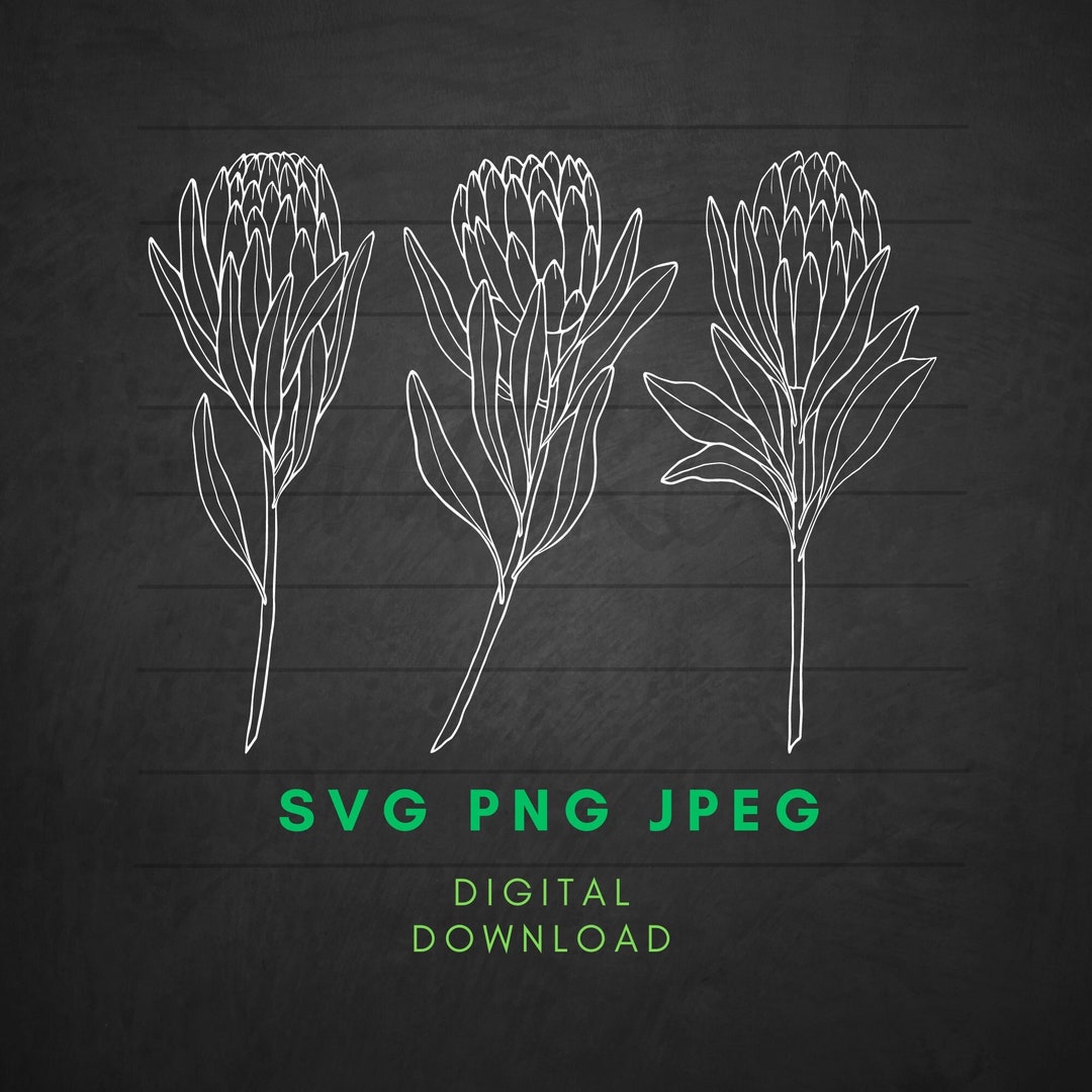 Protea Set, Svg, Instant Download,png, Digital Download, Tshirt ...
