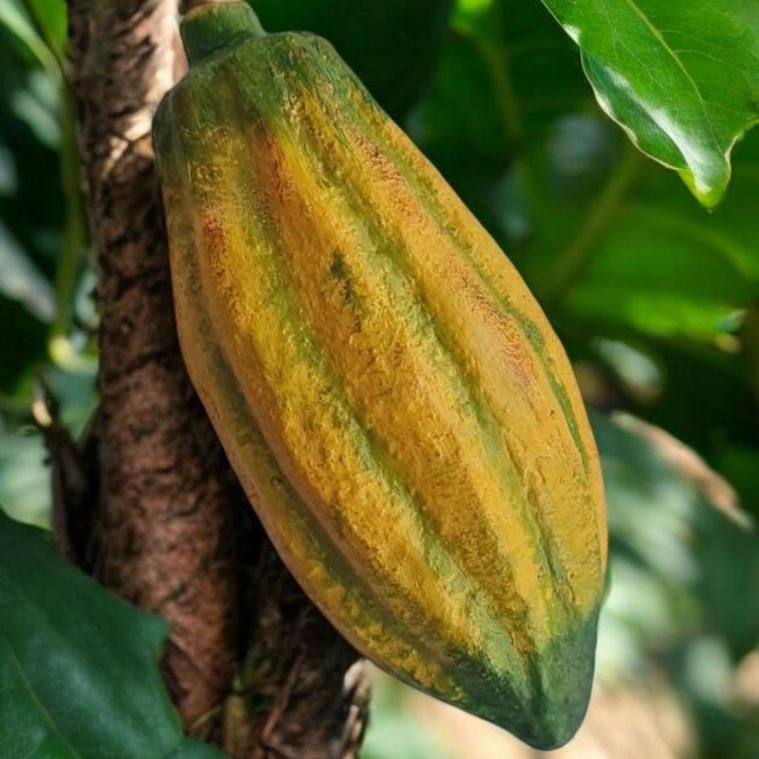 Realistic Fake Cocoa Pod: Tropical Decor, Chocolate Prop - Etsy