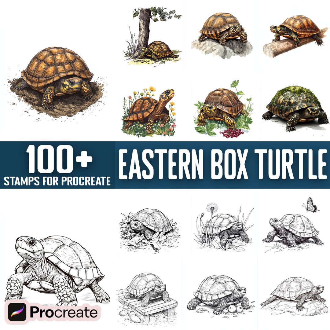 100+ Eastern Box Turtle Procreate Stamps, Brushes for Procreate, Instant Digital Download - Etsy