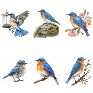100+ Eastern Blue Bird Procreate Stamps, Brushes for Procreate, Instant ...