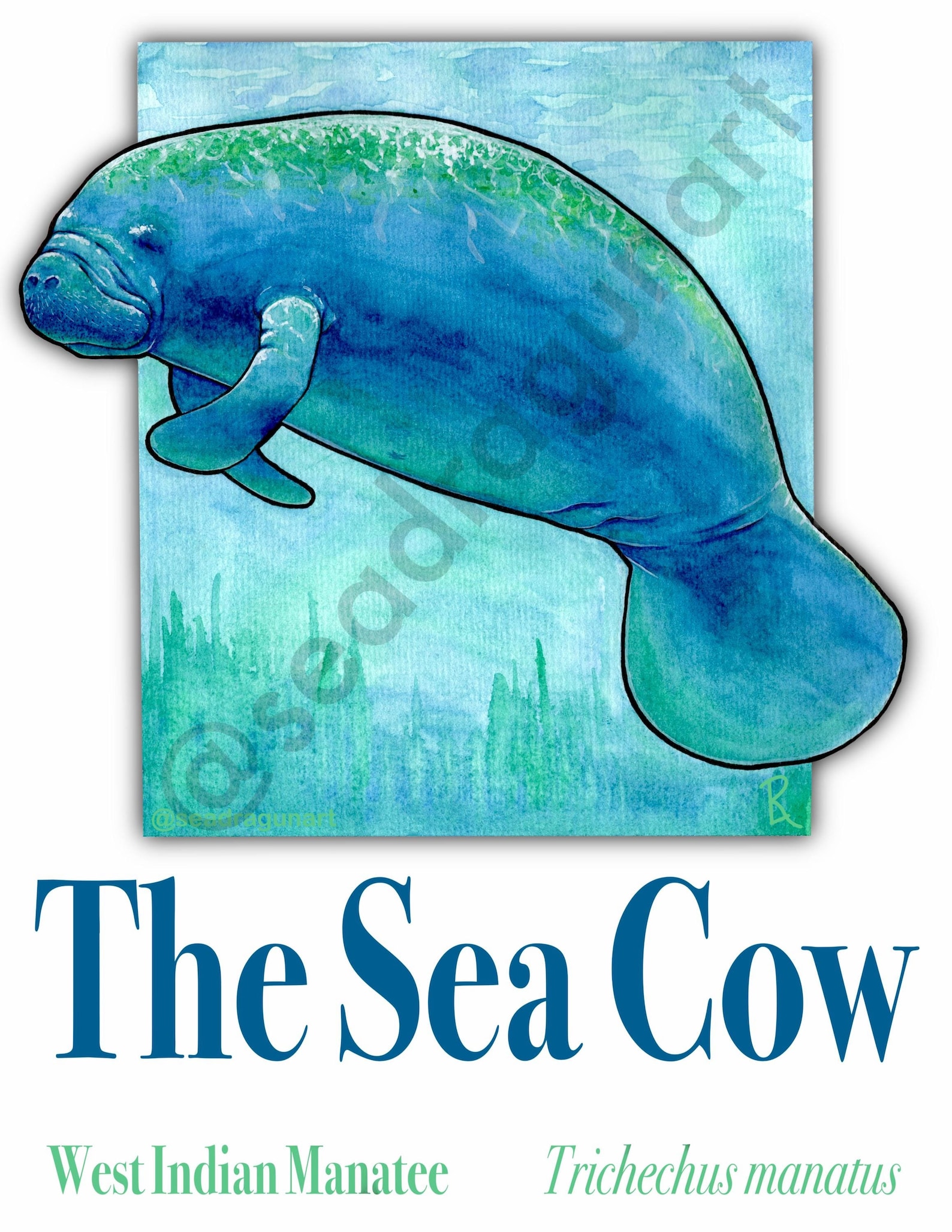 The Sea Cow - Scientific Illustration Print 8.5 X 11 In - Etsy