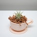 Latte Coffee Mug & Saucer Planter for Succulents Air Plants - Etsy