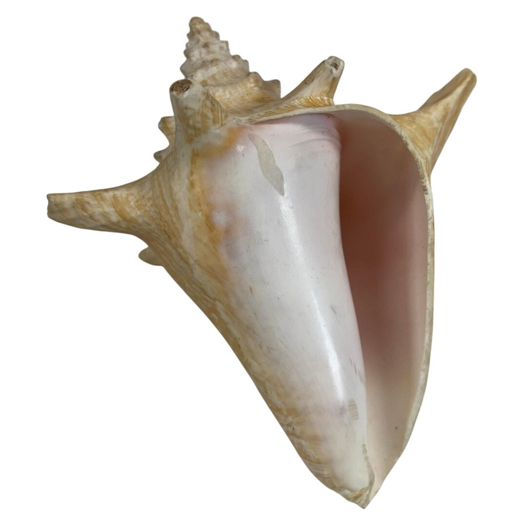 Vintage Natural Pink Queen Conch Shell 5-1/4" L Ocean Beach Sea ...