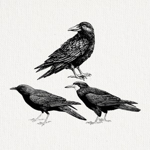 3 PNG Vintage Crow Clipart, Stock Image, Instant Download, Halloween ...