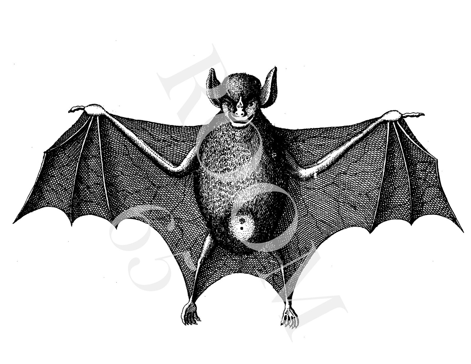 5 PNG Vintage Bat Clip Art, Vintage Animal Clip Art, Vintage Bat Image ...