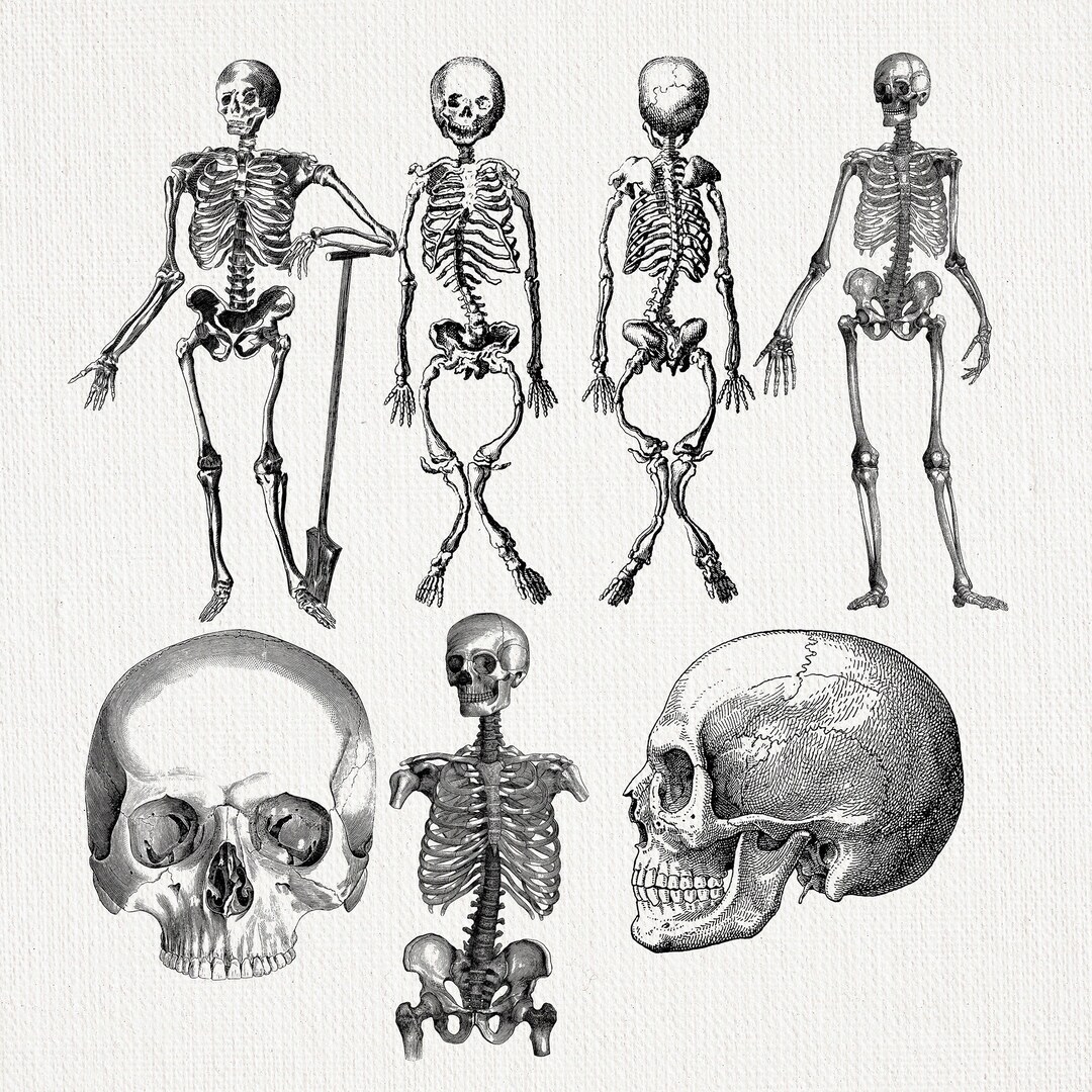 6 PNG Clipart Skeleton Image, Instant Download, Digital Clip Art, Home ...
