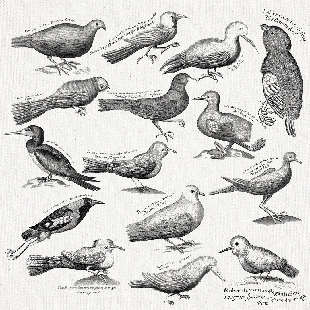 15 Vintage Birds Clipart, Bird Vintage Illustration Bird in Grass ...