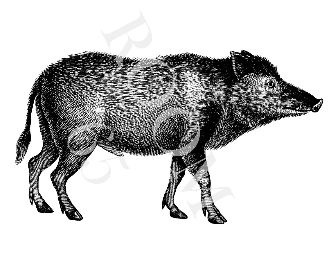 6 Vintage Wild Pig Clipart, Printable Wild Boar Digital Image Antique ...