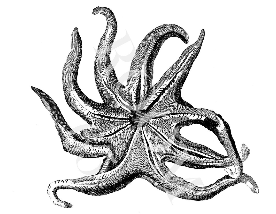 8 Vintage Vintage Sea Creature Clipart, Nautical Illustration, Antique ...
