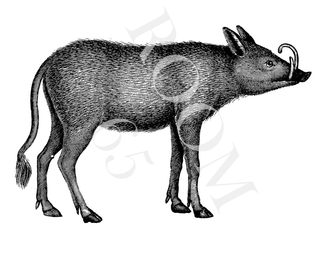 6 Vintage Wild Pig Clipart, Printable Wild Boar Digital Image Antique ...