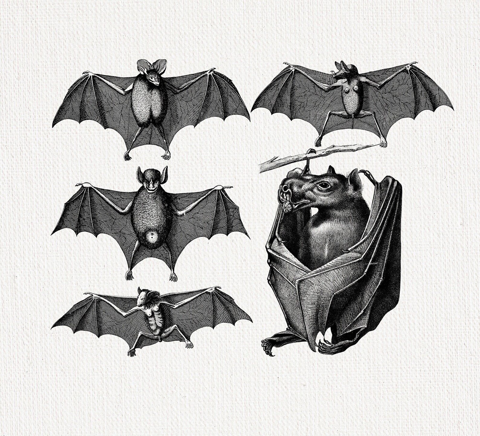 5 PNG Vintage Bat Clip Art, Vintage Animal Clip Art, Vintage Bat Image ...