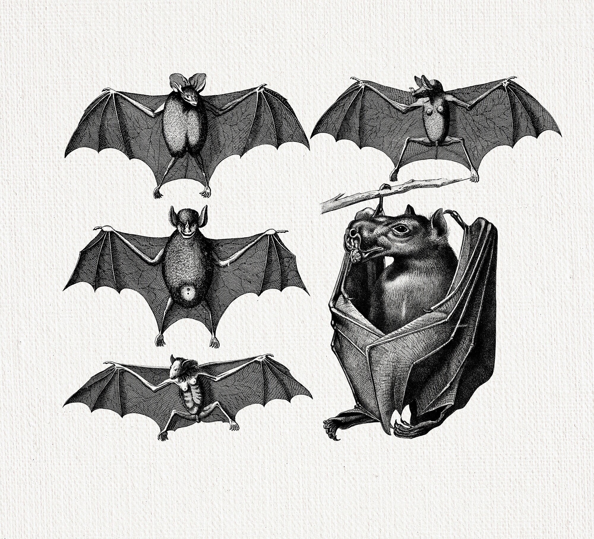 5 PNG Vintage Bat Clip Art, Vintage Animal Clip Art, Vintage Bat Image ...