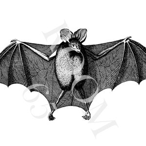 5 PNG Vintage Bat Clip Art, Vintage Animal Clip Art, Vintage Bat Image ...