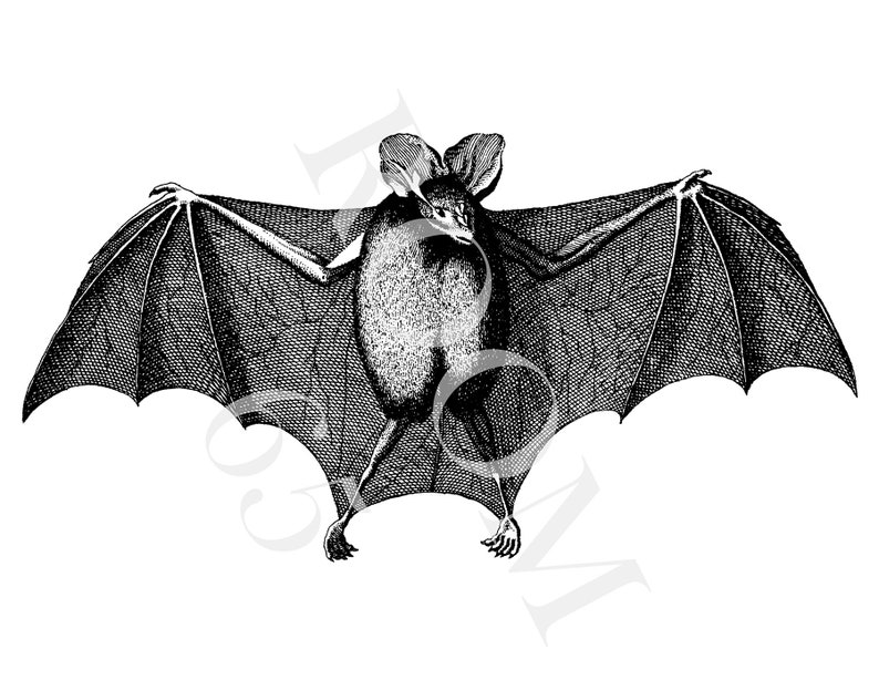 5 PNG Vintage Bat Clip Art, Vintage Animal Clip Art, Vintage Bat Image ...