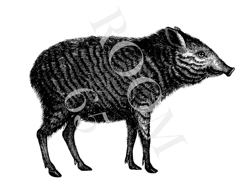 6 Vintage Wild Pig Clipart, Printable Wild Boar Digital Image Antique ...