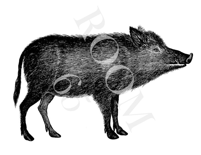 6 Vintage Wild Pig Clipart, Printable Wild Boar Digital Image Antique ...