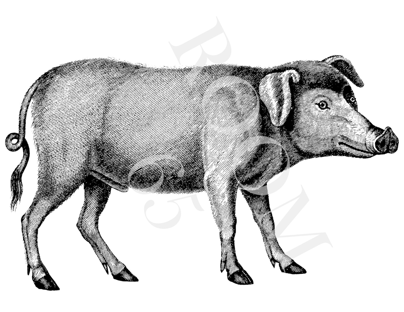 6 Vintage Wild Pig Clipart, Printable Wild Boar Digital Image Antique ...