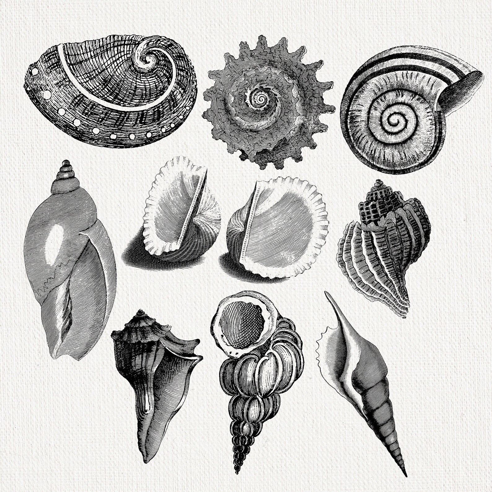 Seashell PNG, Shell PNG, Seashell Clipart, Ocean, Vintage Illustrations ...