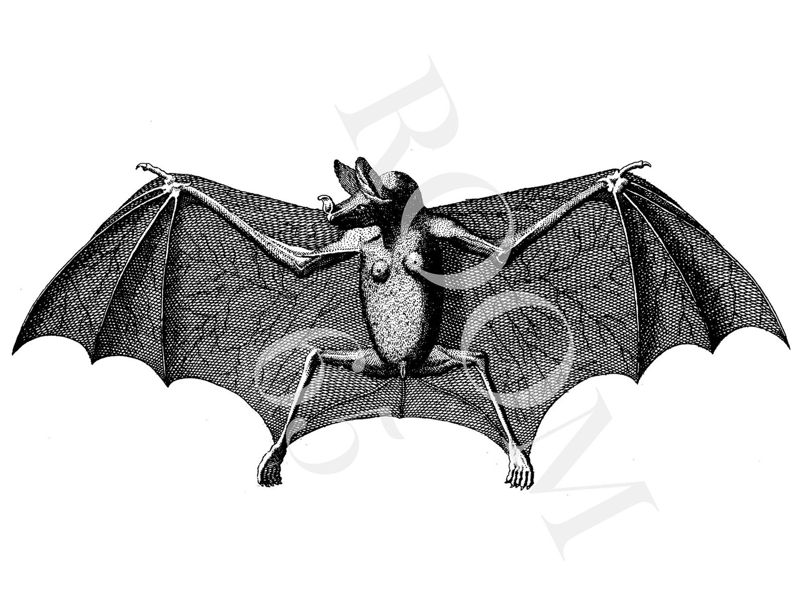 5 PNG Vintage Bat Clip Art, Vintage Animal Clip Art, Vintage Bat Image ...