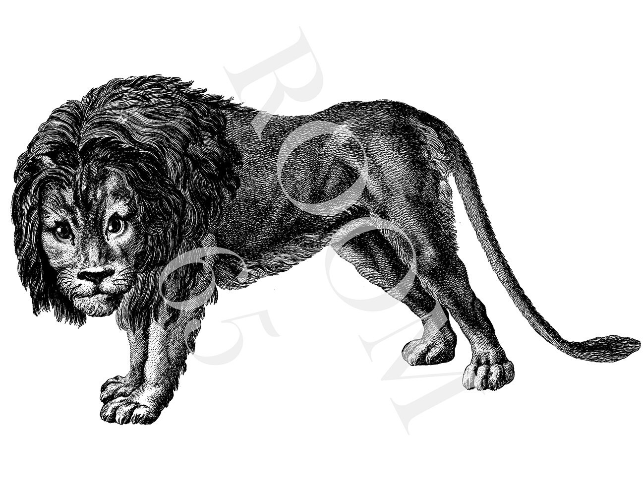 9 PNG Lion Graphics Lion Clipart Lion Printable, Instant Download, Wall ...