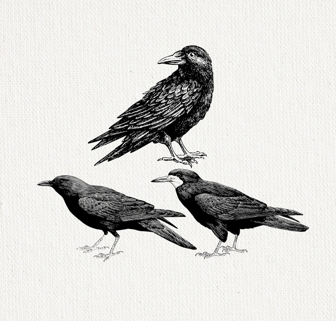 3 PNG Vintage Crow Clipart, Stock Image, Instant Download, Halloween ...