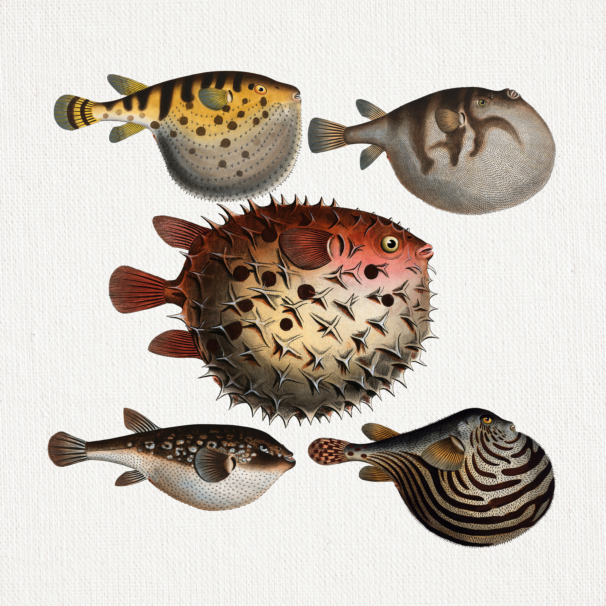 Puffer Fish Drawing