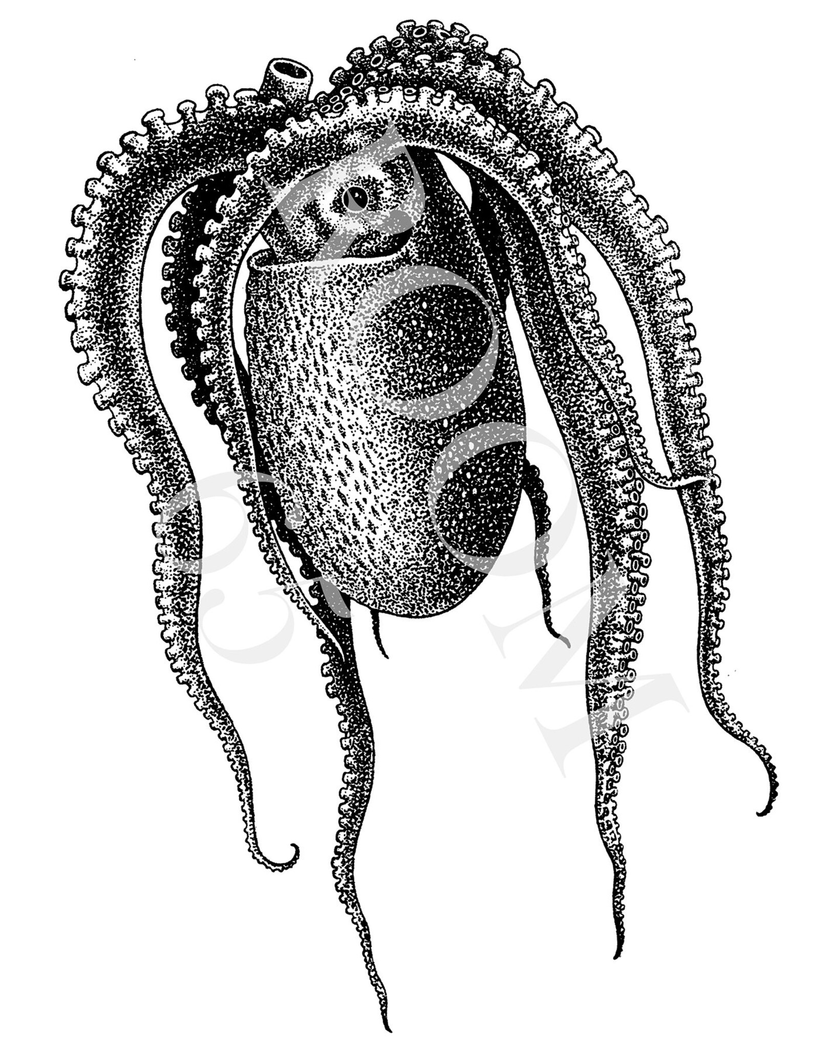 8 Vintage Vintage Sea Creature Clipart, Nautical Illustration, Antique ...