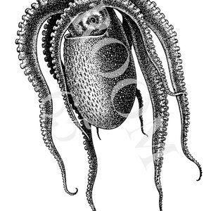 8 Vintage Vintage Sea Creature Clipart, Nautical Illustration, Antique ...