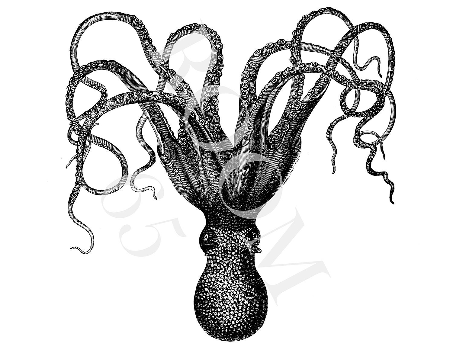 8 Vintage Vintage Sea Creature Clipart, Nautical Illustration, Antique ...