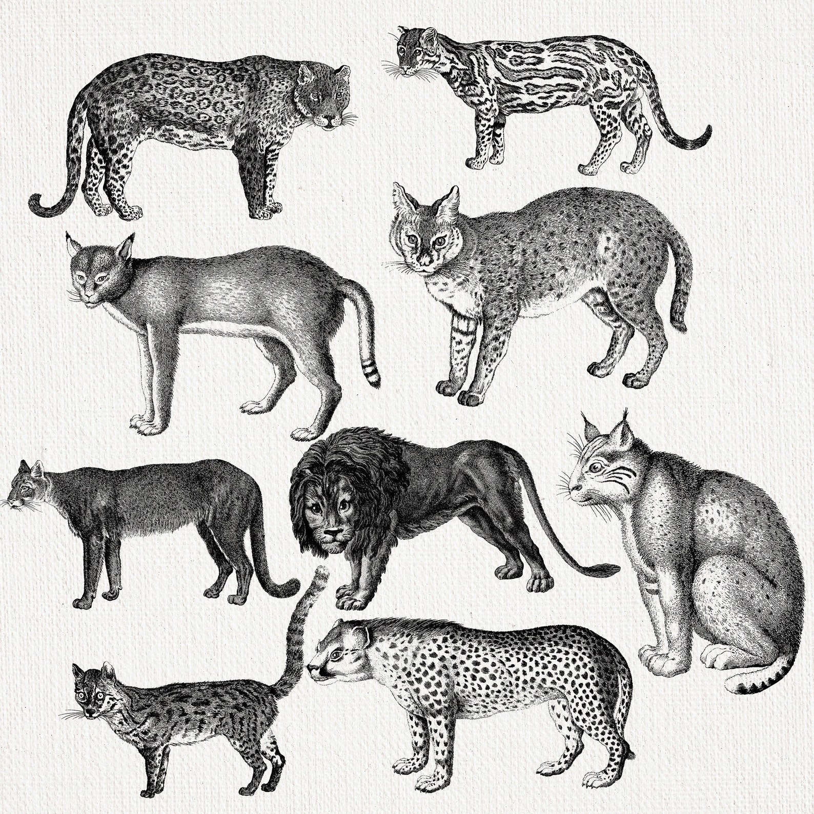 9 PNG Lion Graphics Lion Clipart Lion Printable, Instant Download, Wall ...