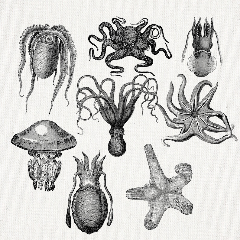 8 Vintage Vintage Sea Creature Clipart, Nautical Illustration, Antique ...