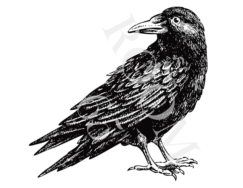 3 PNG Vintage Crow Clipart, Stock Image, Instant Download, Halloween ...