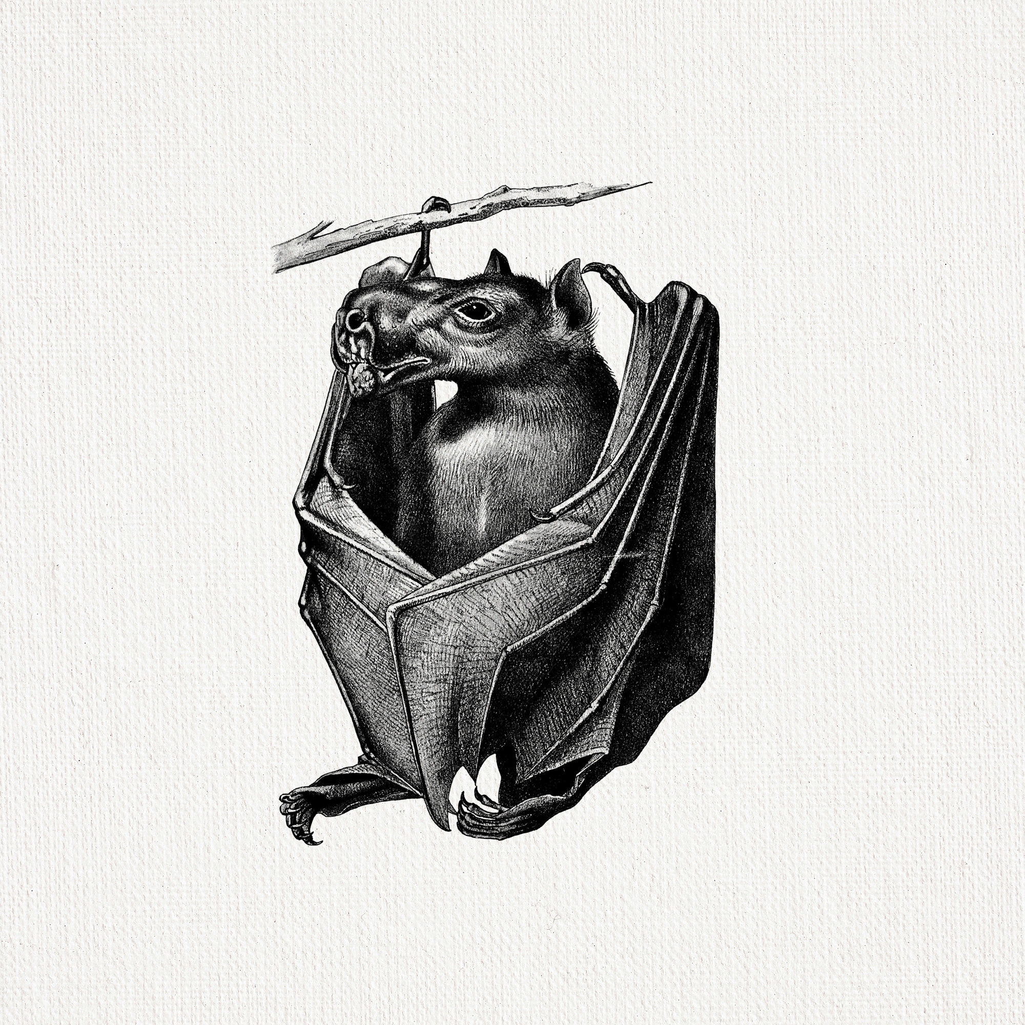 5 PNG Vintage Bat Clip Art, Vintage Animal Clip Art, Vintage Bat Image ...