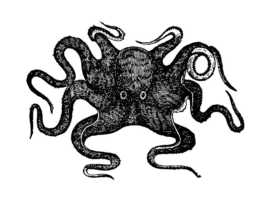 8 Vintage Vintage Sea Creature Clipart, Nautical Illustration, Antique ...