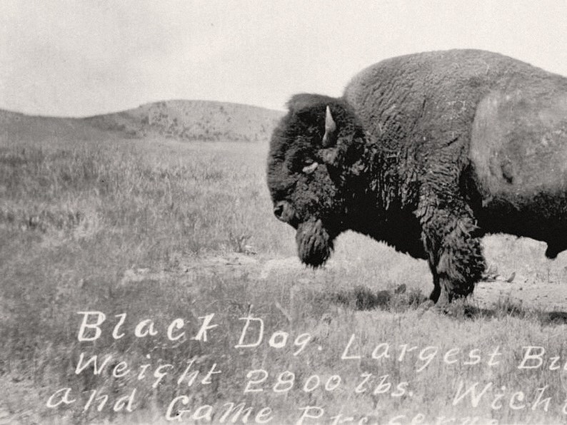 Legendary Bison Bull Photograph: Black Dog, Wichita National Forest - Etsy
