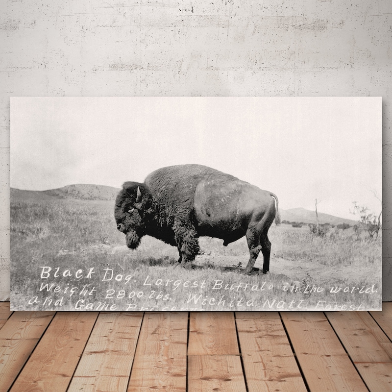 Buffalo Print - Etsy