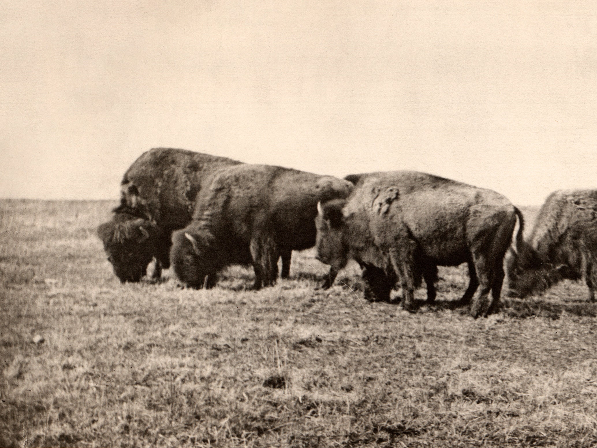 Vintage Photograph of American Prairie Buffalo/bison Grazing, Wildlife ...